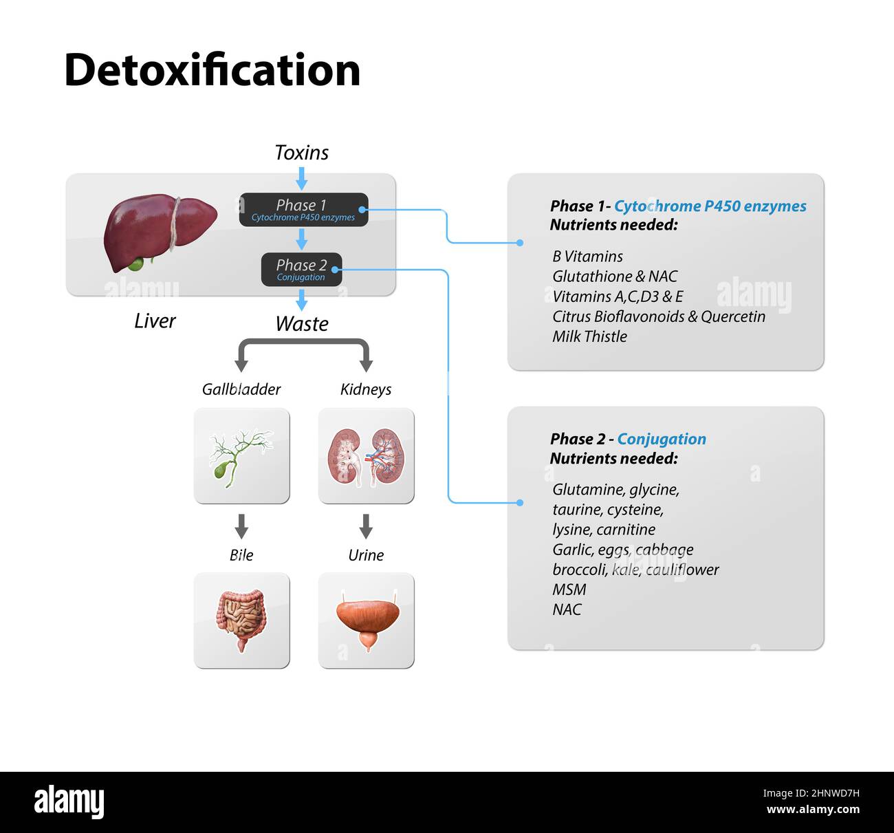 Toxin elimination Cut Out Stock Images & Pictures - Alamy