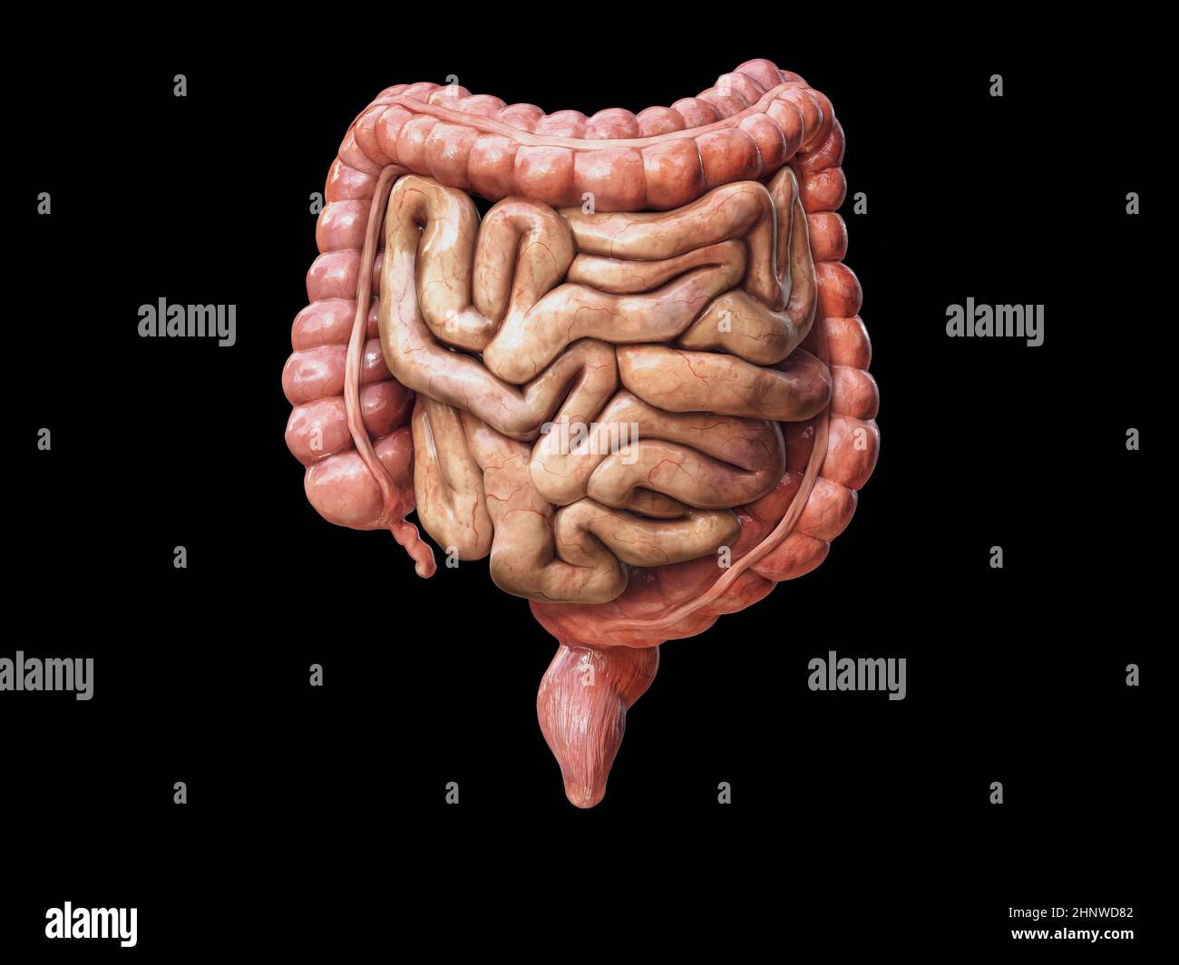Gastrointestinal System 3d