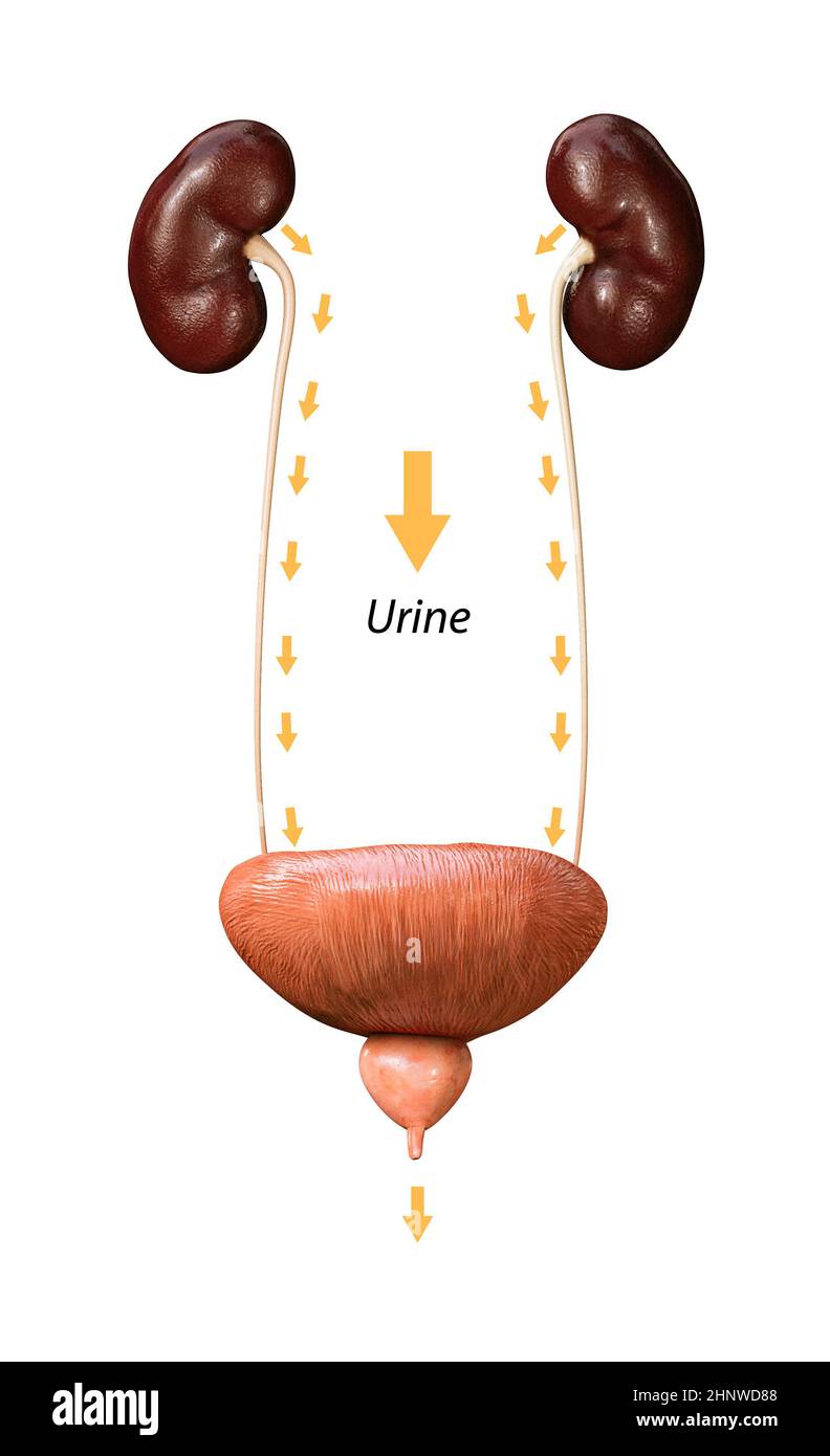 Scientific medical illustration of kidneys and bladder anatomy 3d ...