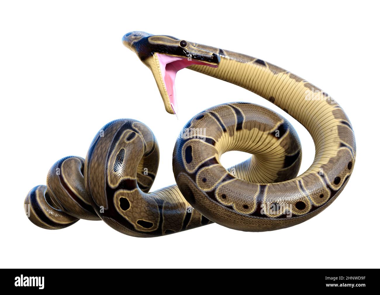 3D rendering of a ball python or python regius isolated on white ...