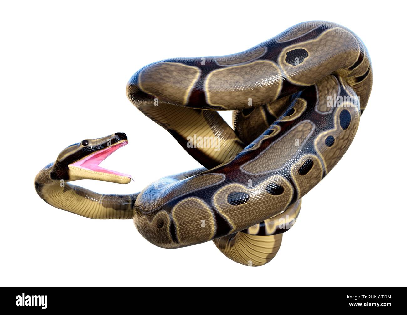 Python regius non venomous animal hi-res stock photography and images ...