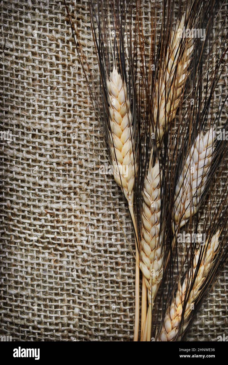 Wheat ears on rough sack material Stock Photo - Alamy