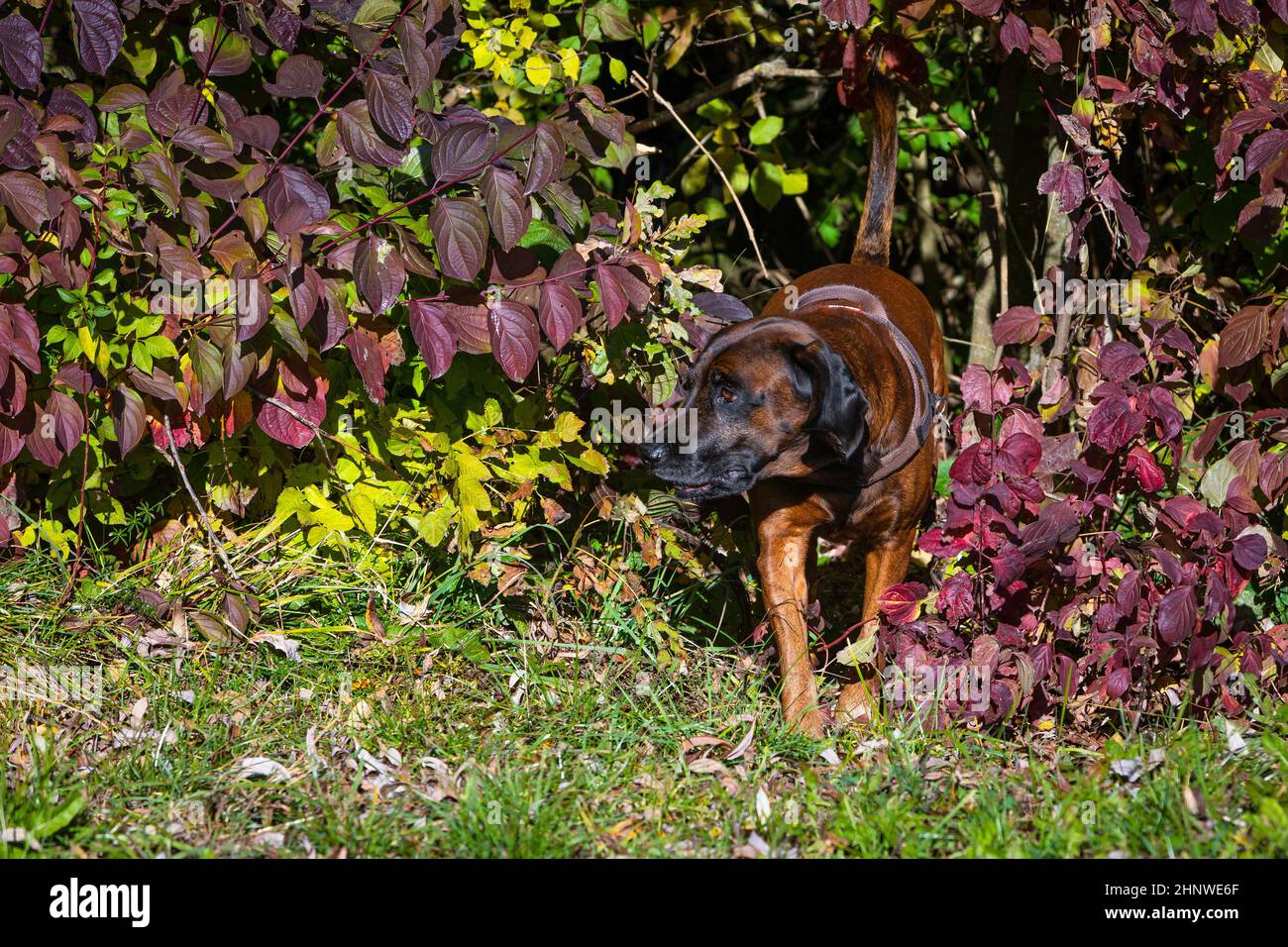welding dog coming out of a bush and looking aside Stock Photo - Alamy