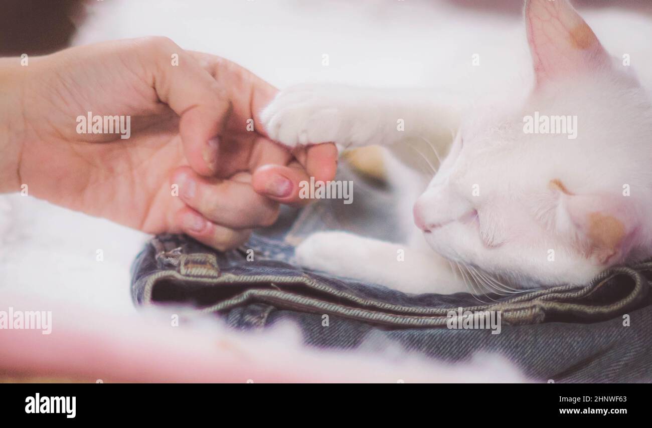 Soft focus Girl playing with cat to Comfort a Sick Cat. Happy kitten ...
