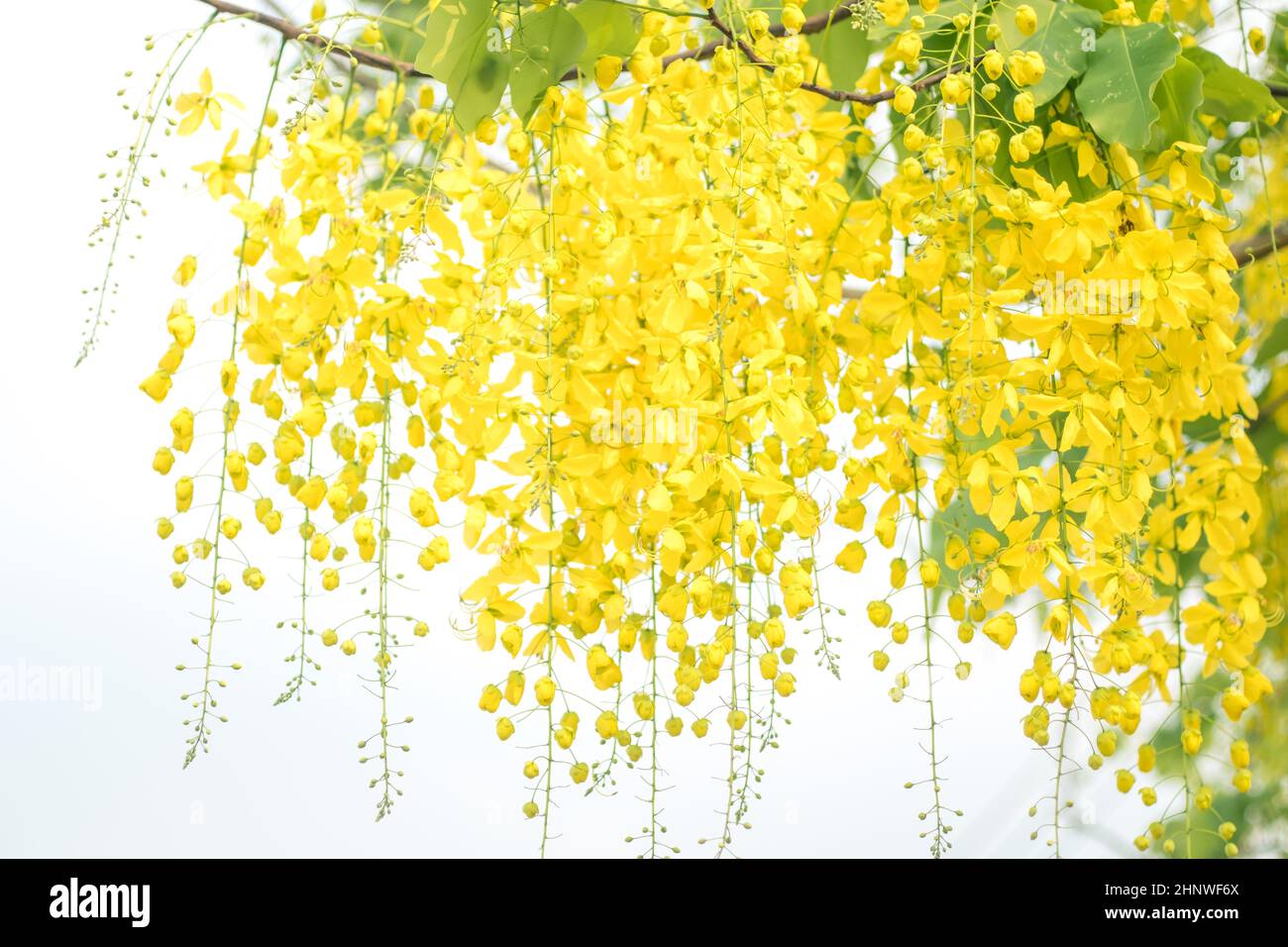 Selective focus Cassia fistula National flower of Thailand Golden Shower Tree. Golden shower ...