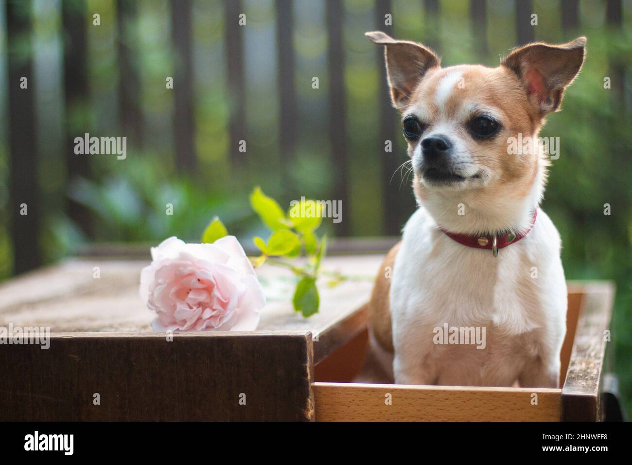 Chihuahua dog white and red color, sitting in an old dresser on the ...