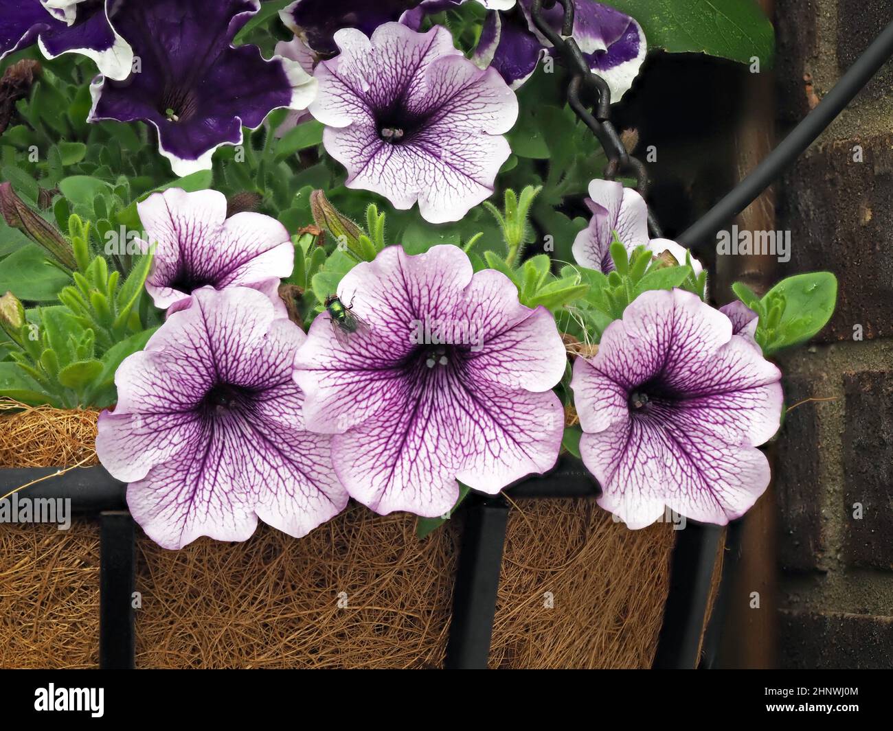 Pretty purple Petunia flowers Surfinia Compact Purple Vein in a hanging ...