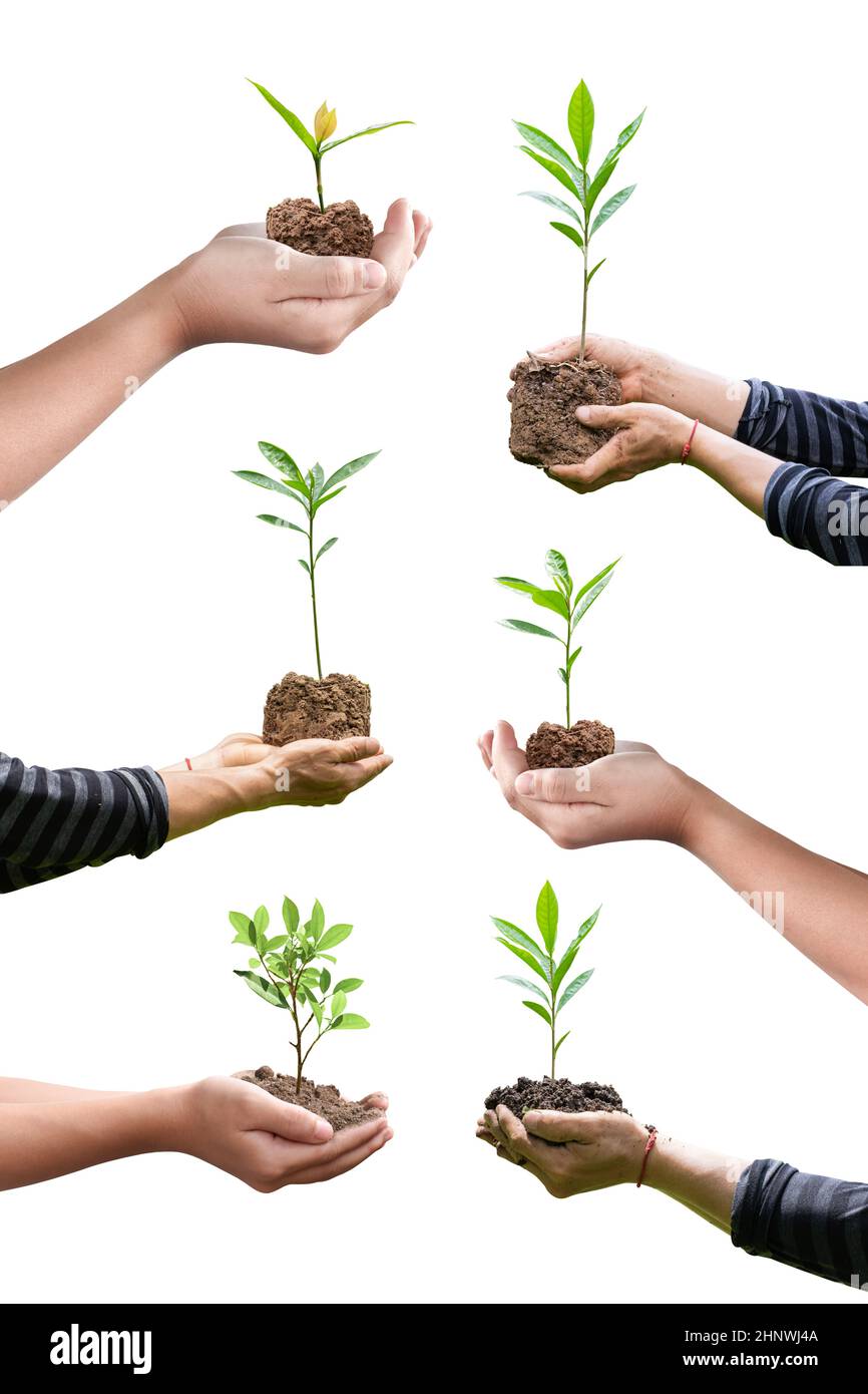 collection of hand holding growing seedlings isolated on white ...