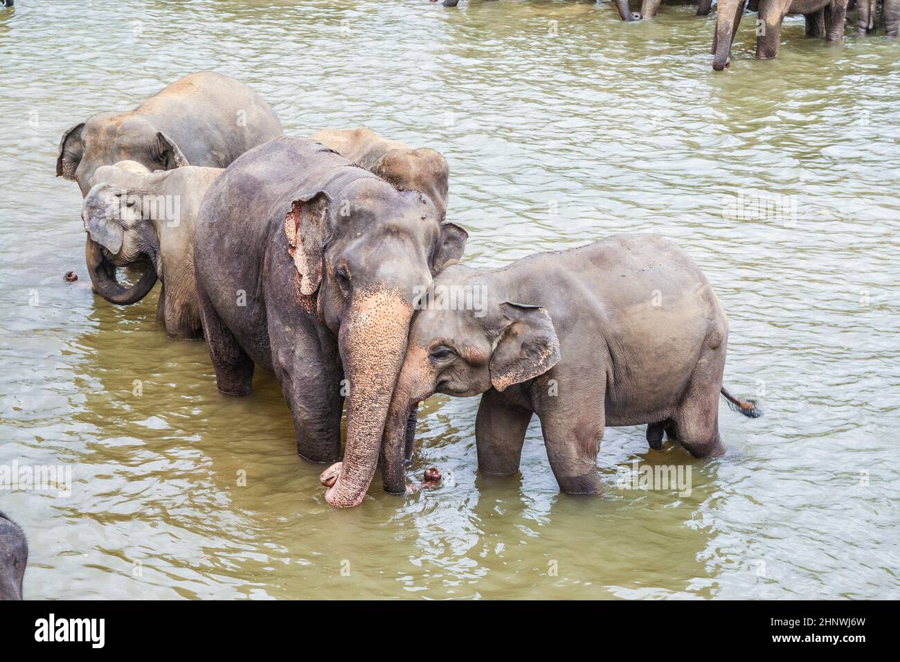 Elephants Hugging High Resolution Stock Photography and Images - Alamy