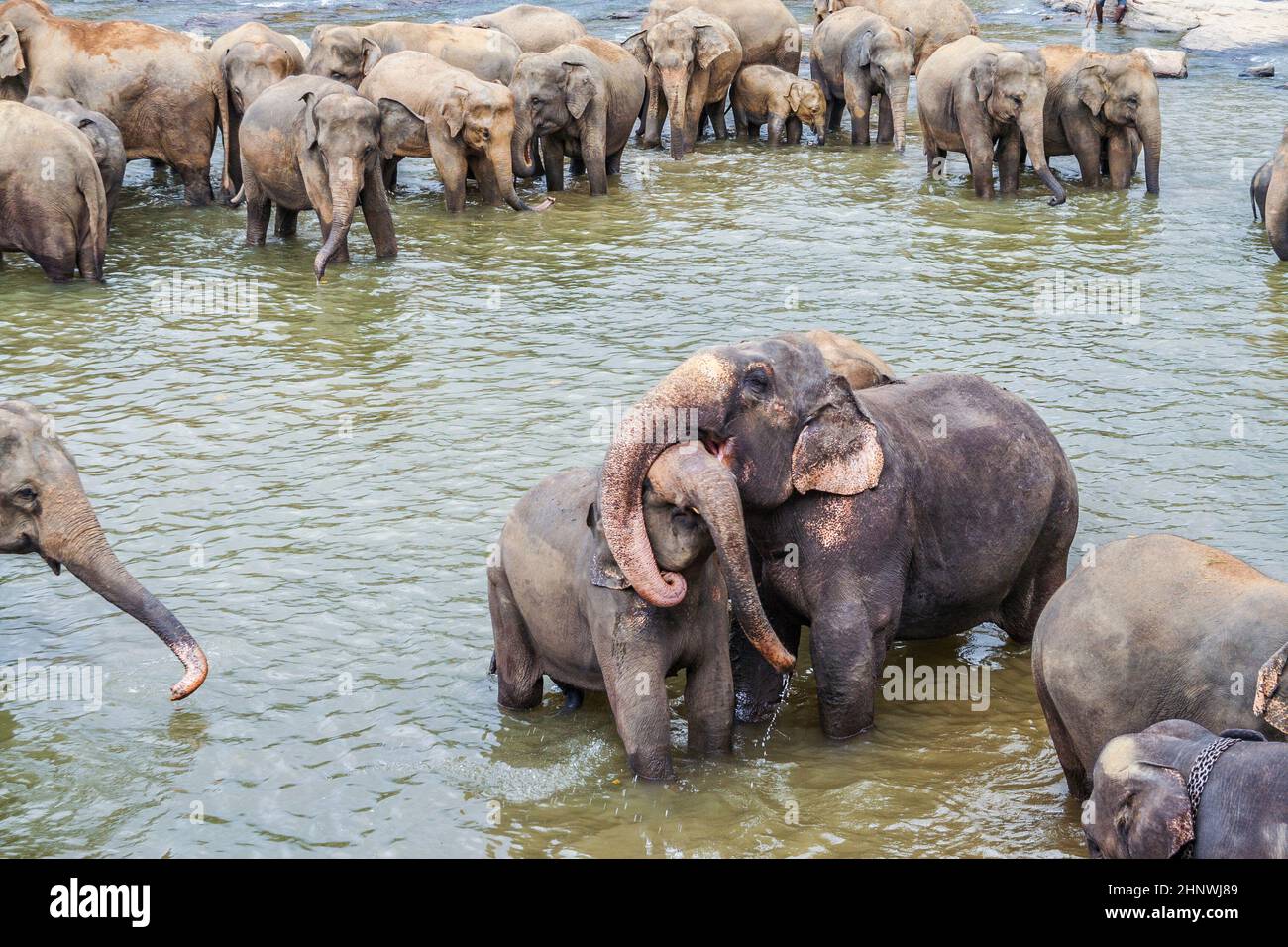 Elephants hugging hi-res stock photography and images - Alamy