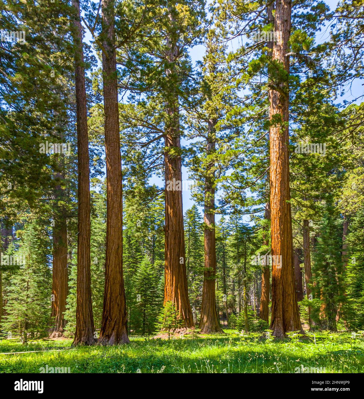 famous big sequoia trees are standing in Sequoia National Park, Giant ...