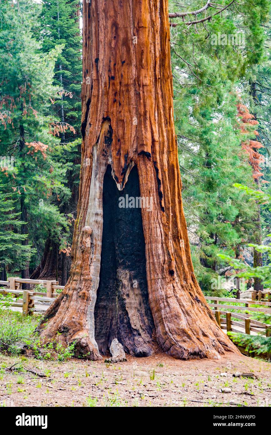 old stump of a sequoia tree in the sequoia national park Stock Photo ...