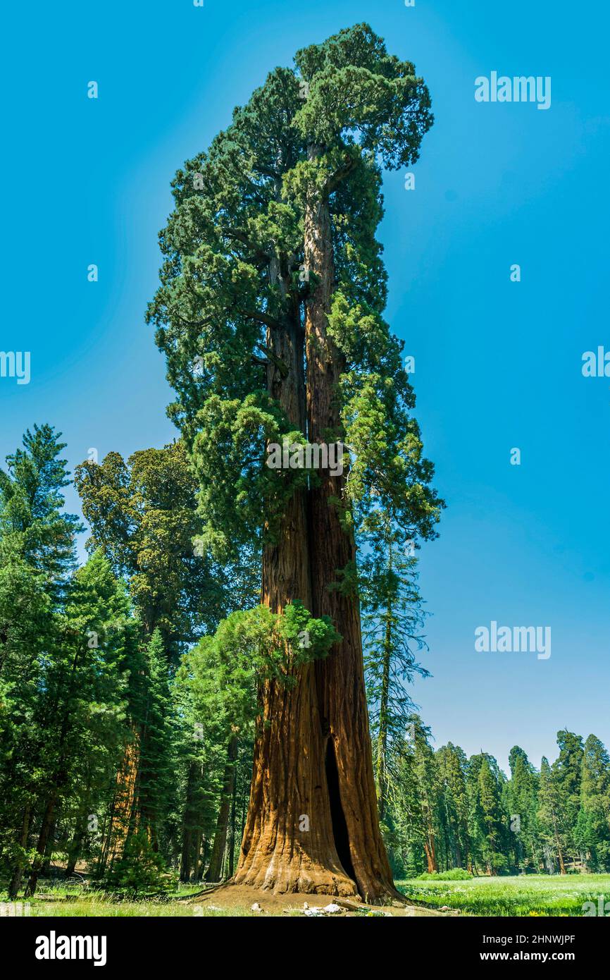 the famous big sequoia trees are standing in Sequoia National Park ...