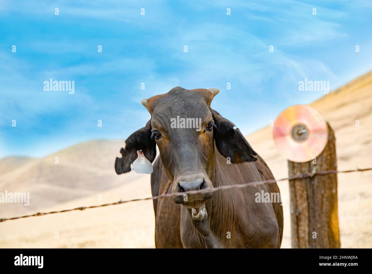 cows at the field behind a fence in the USA Stock Photo - Alamy