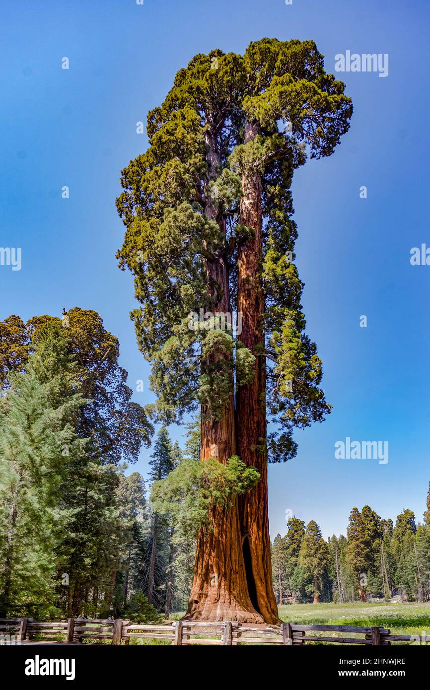 tall and big sequoias in beautiful sequoia national park Stock Photo ...