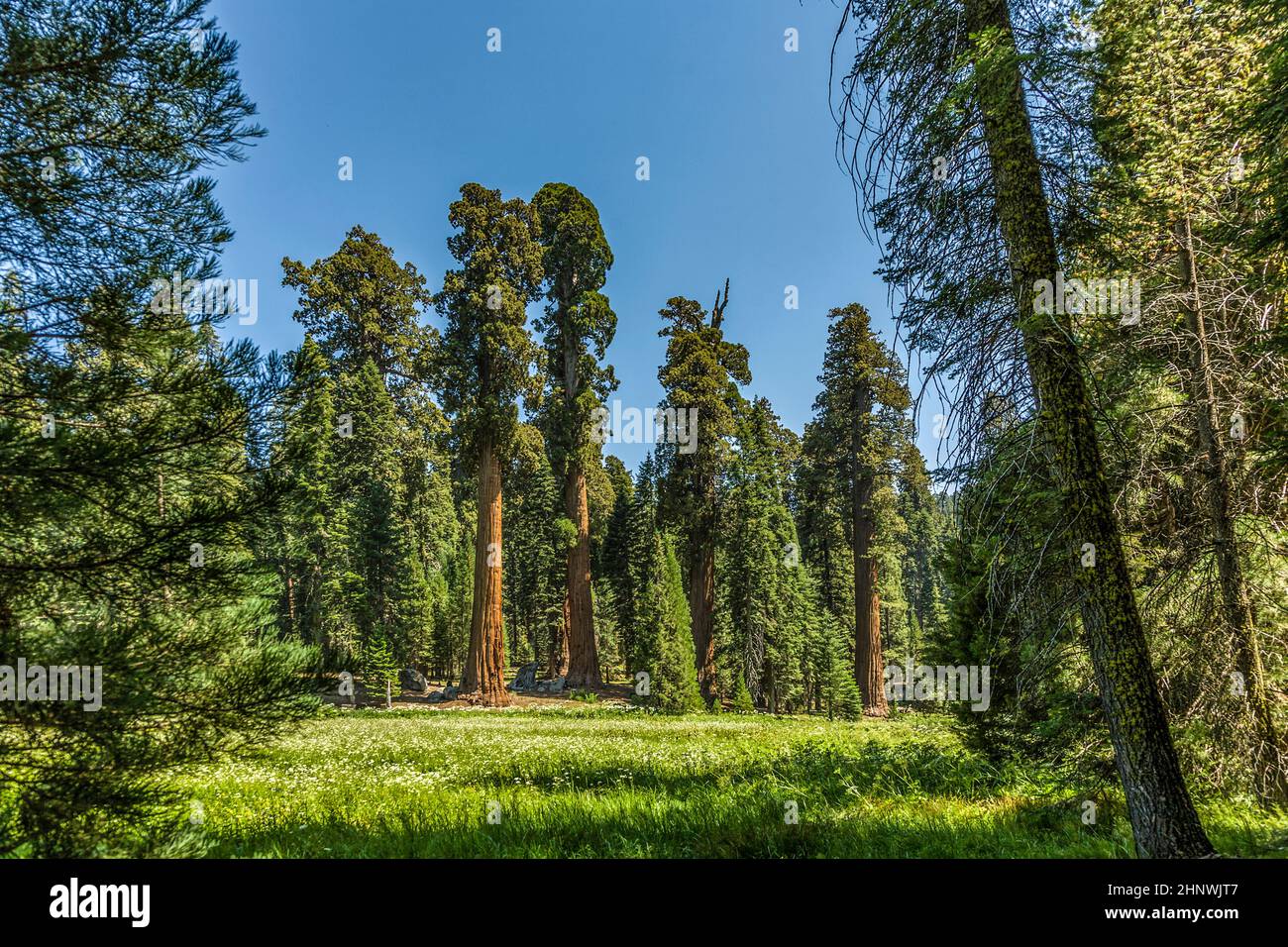 tall and big sequoias in beautiful sequoia national park Stock Photo ...