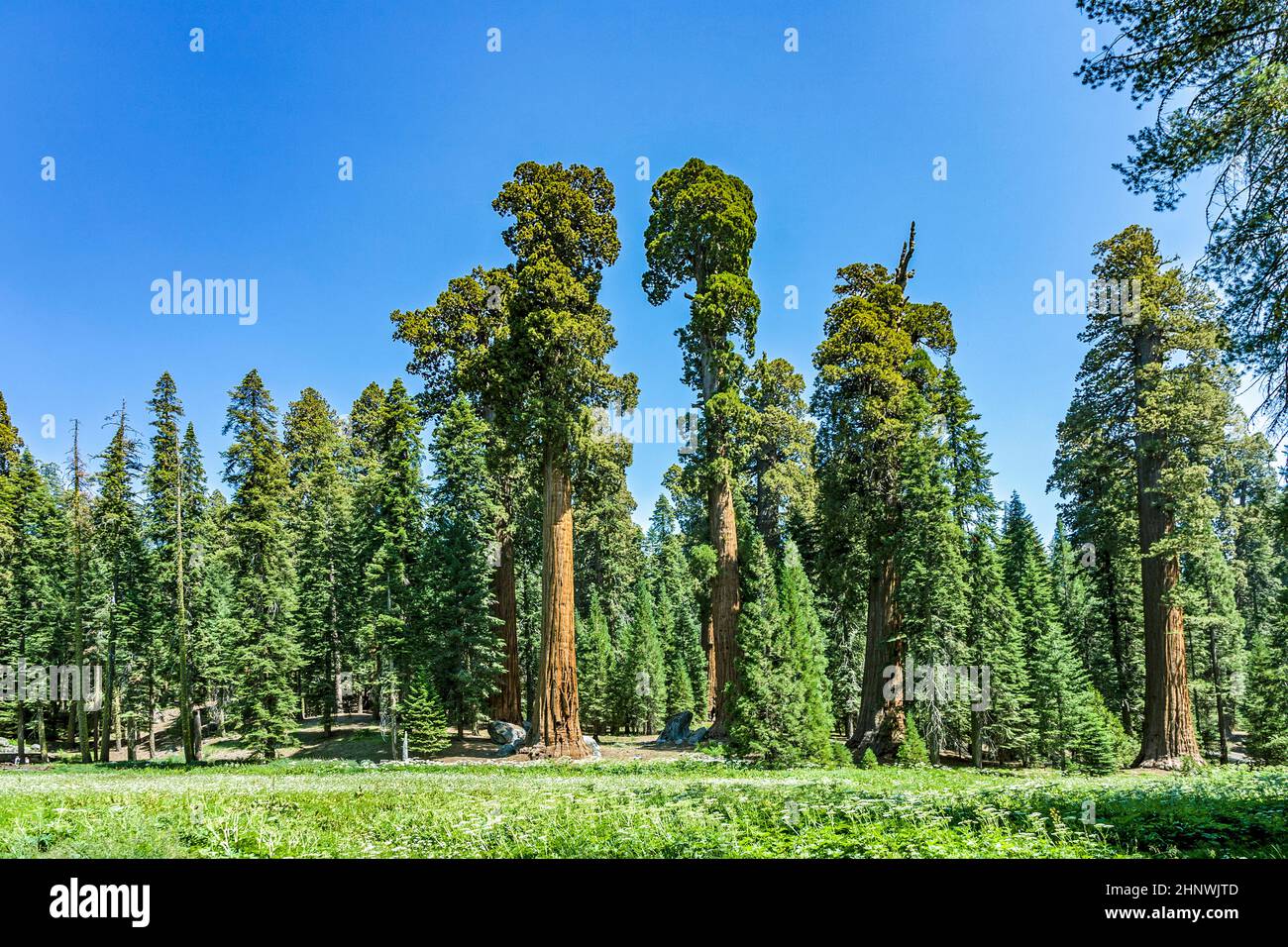tall and big sequoias in beautiful sequoia national park Stock Photo ...
