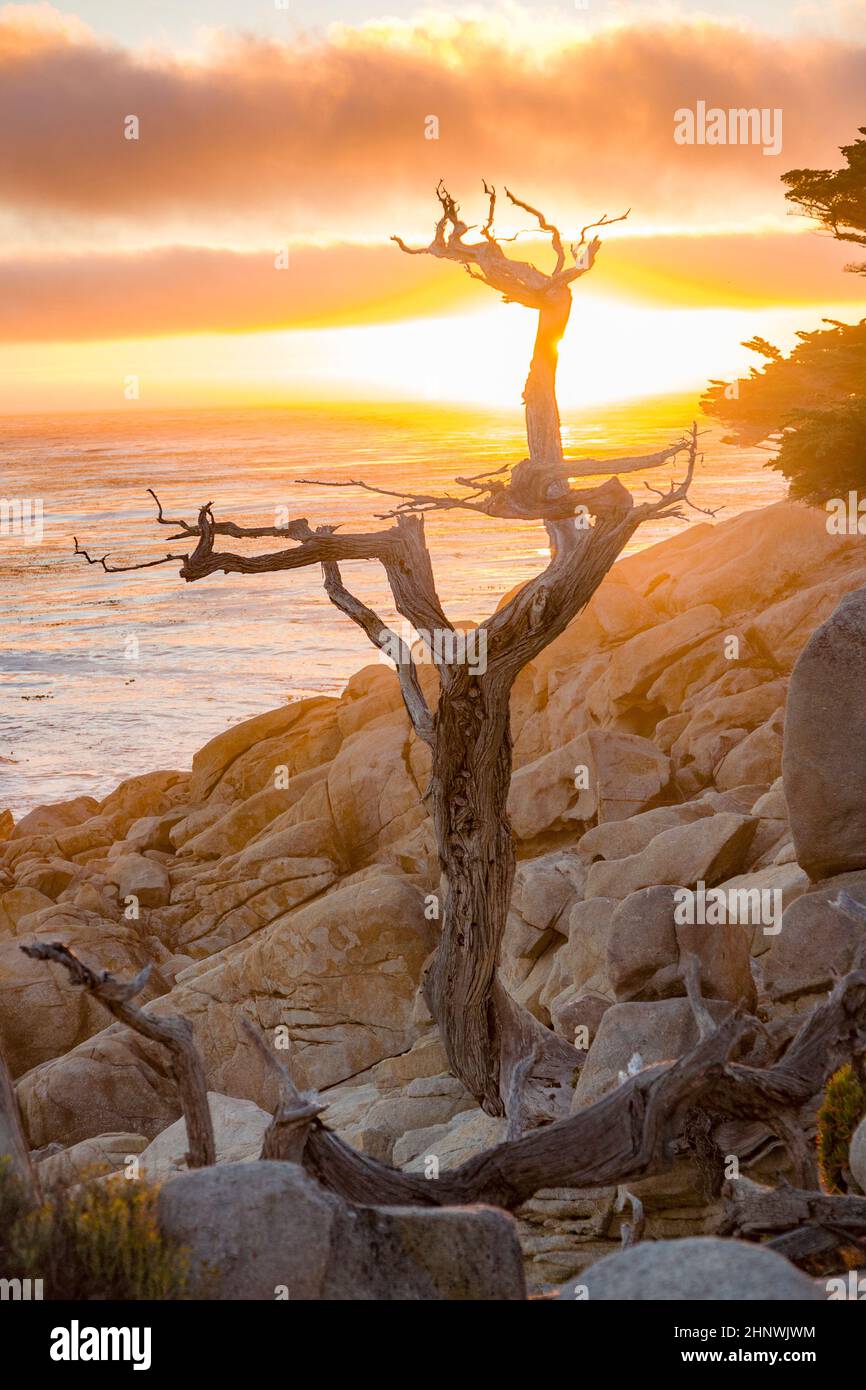 romantic sunset near Point Lobos with old dried trees at the stone ...