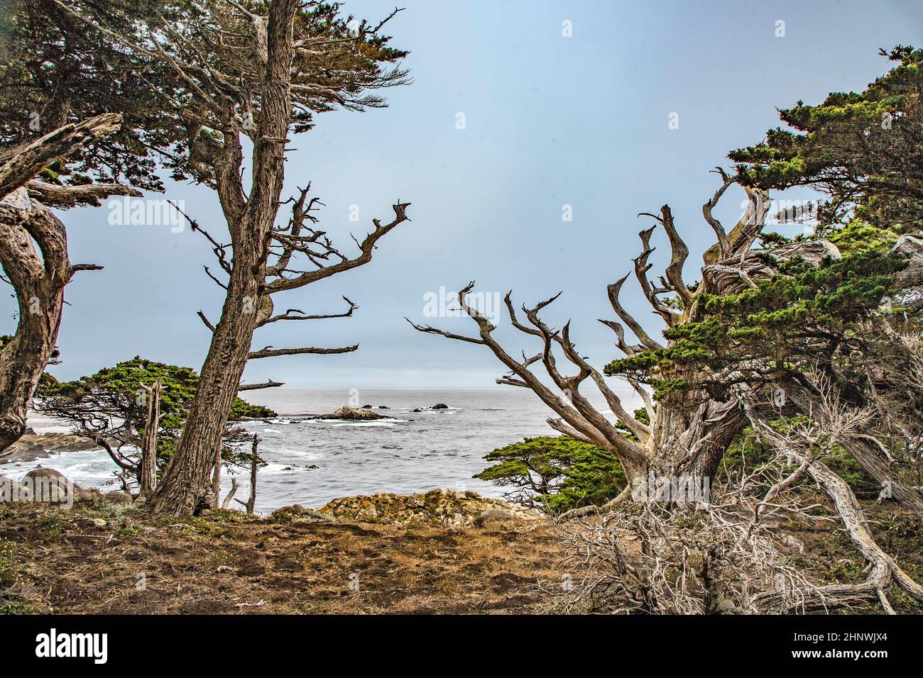 Point lobos cove cypress hi-res stock photography and images - Alamy