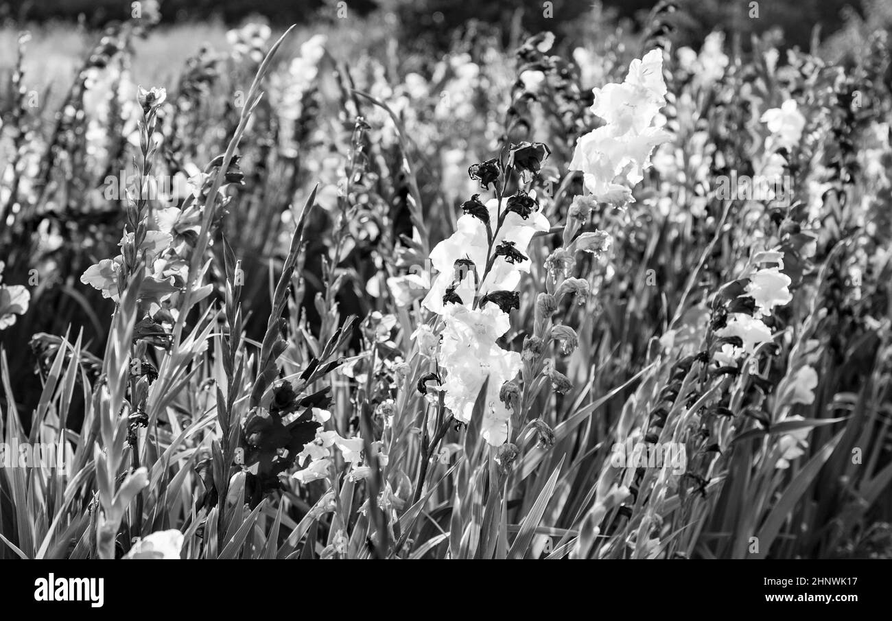 Blossom fresh green meadow Black and White Stock Photos & Images - Alamy