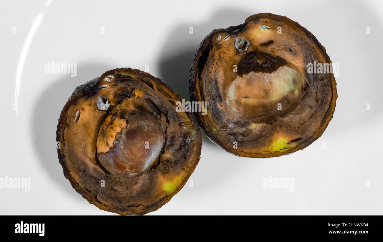 An avocado cut in half moldy on a plate. Rotten Food Contaminated ...