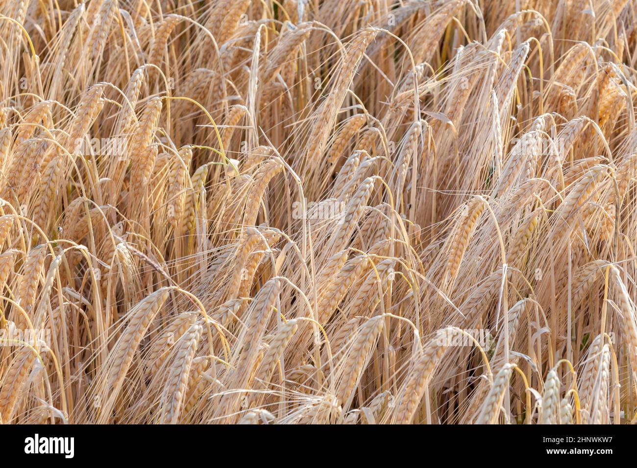 corn field detail before crop Stock Photo - Alamy