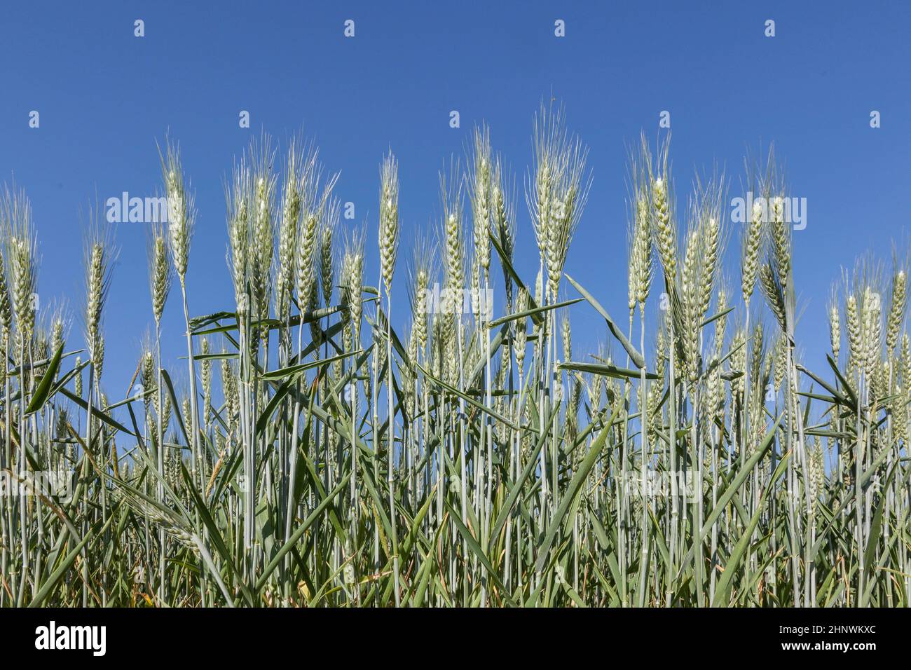 pattern of green corn field in harmonic structure Stock Photo - Alamy