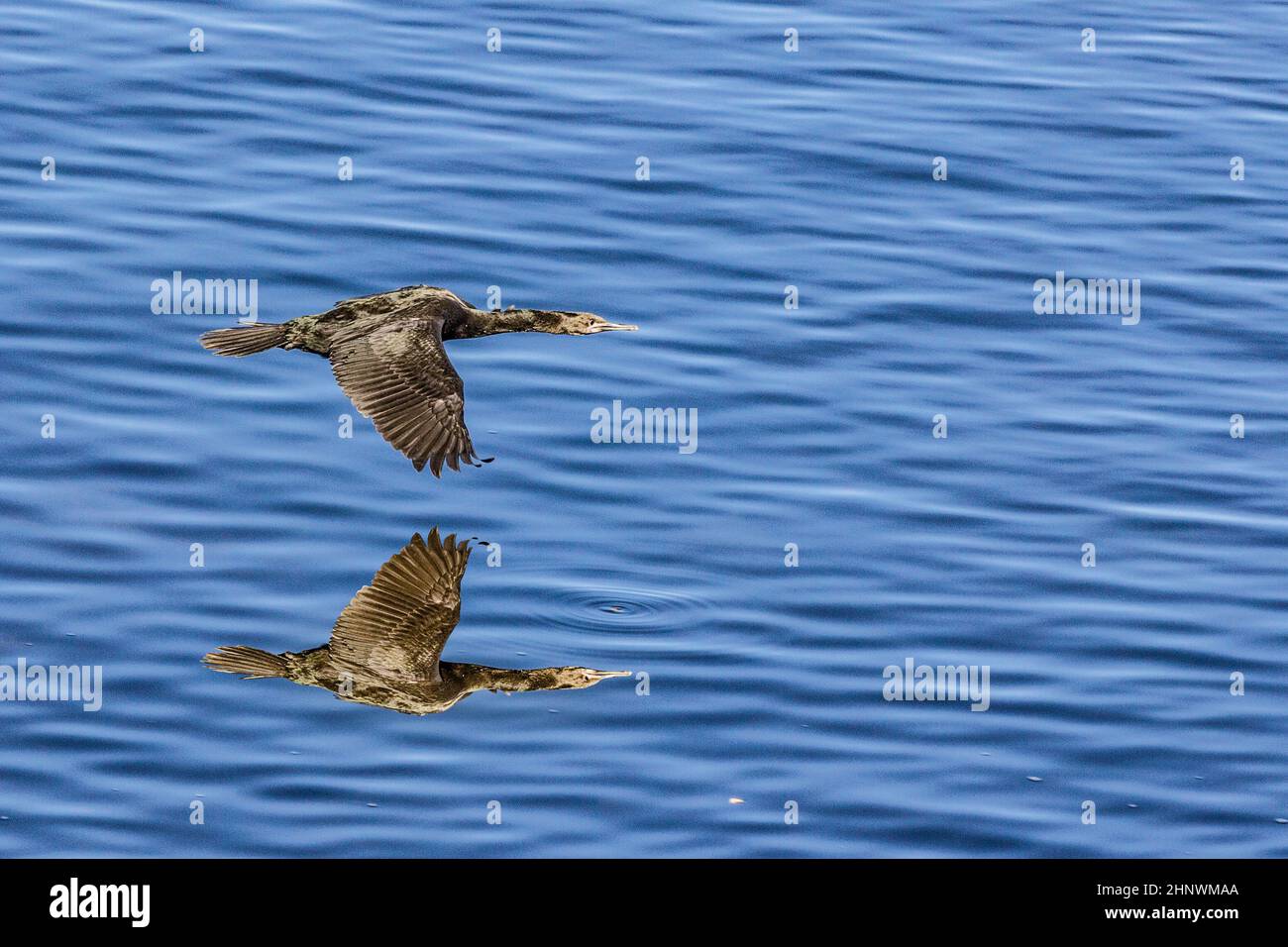 cormorant flying over the pacific ocean for hunting Stock Photo - Alamy