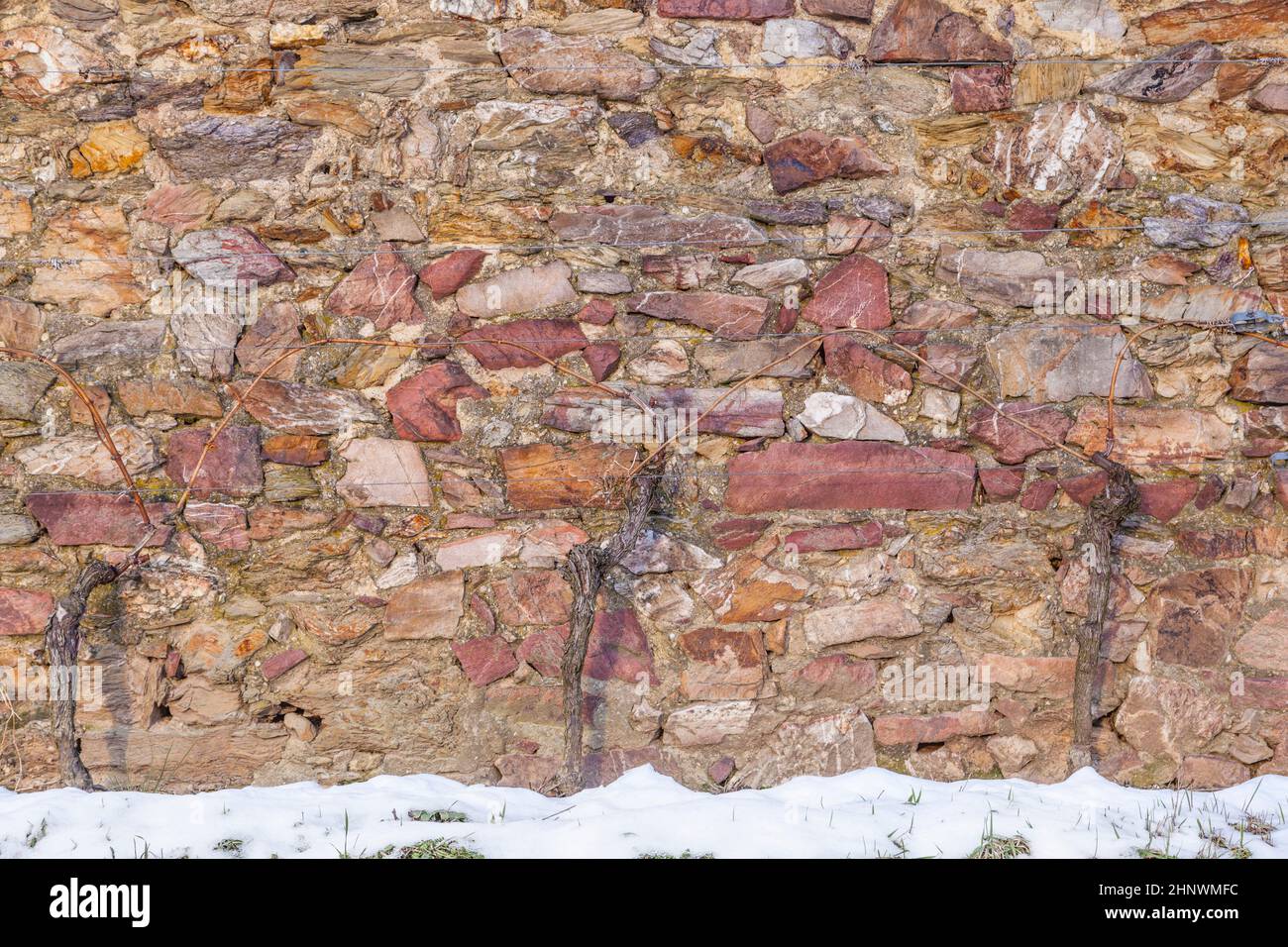 vine grapes are growing at an old medieval wall in winter Stock Photo ...
