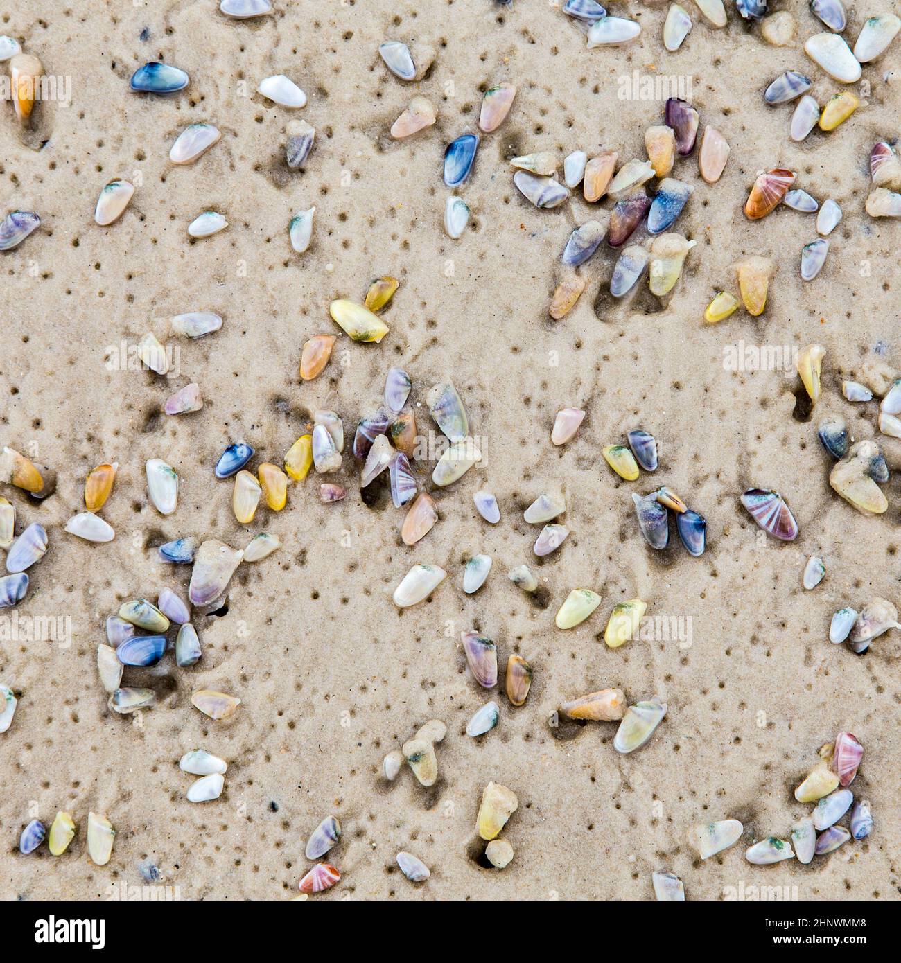beautiful shells at the sandy beach give a harmonic background Stock ...