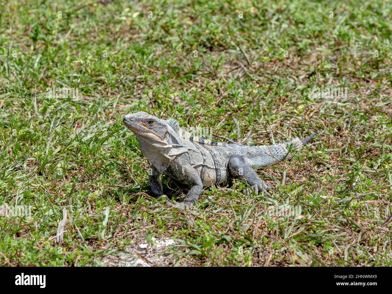 Biscane hi-res stock photography and images - Alamy