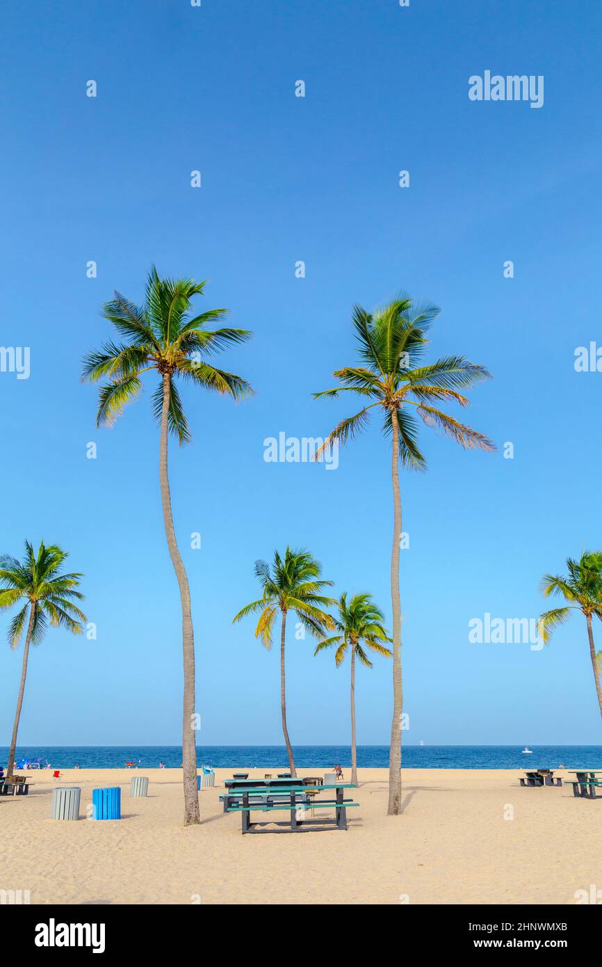 beautiful tropical Fort Lauderdale beach with coconut trees Stock Photo ...