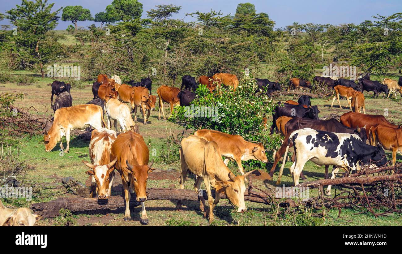 grazing cows in Masai Mara, Kenia. The national park is protected by ...