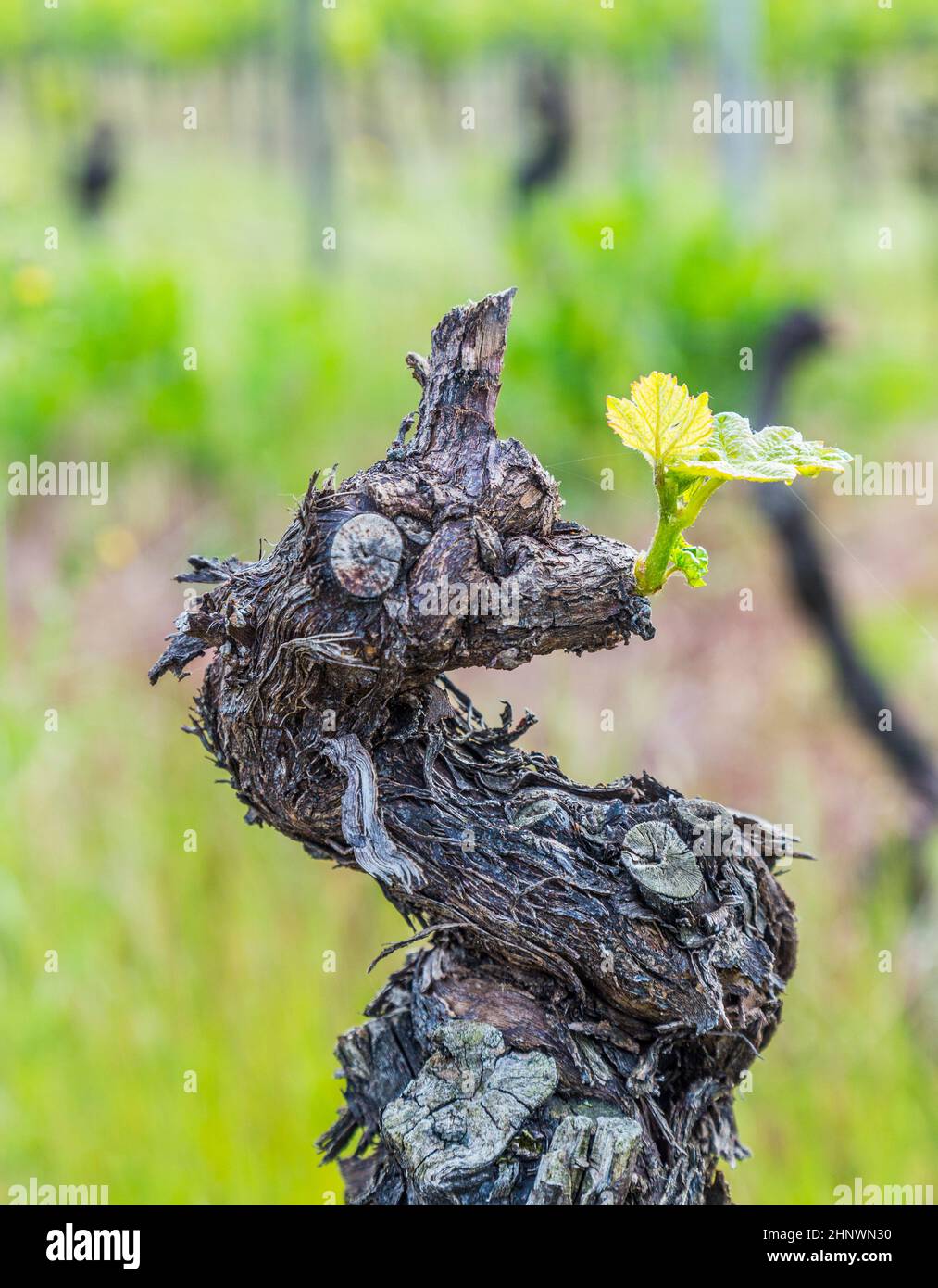 Old vine tree stem in a vineyard in Bingen Stock Photo - Alamy