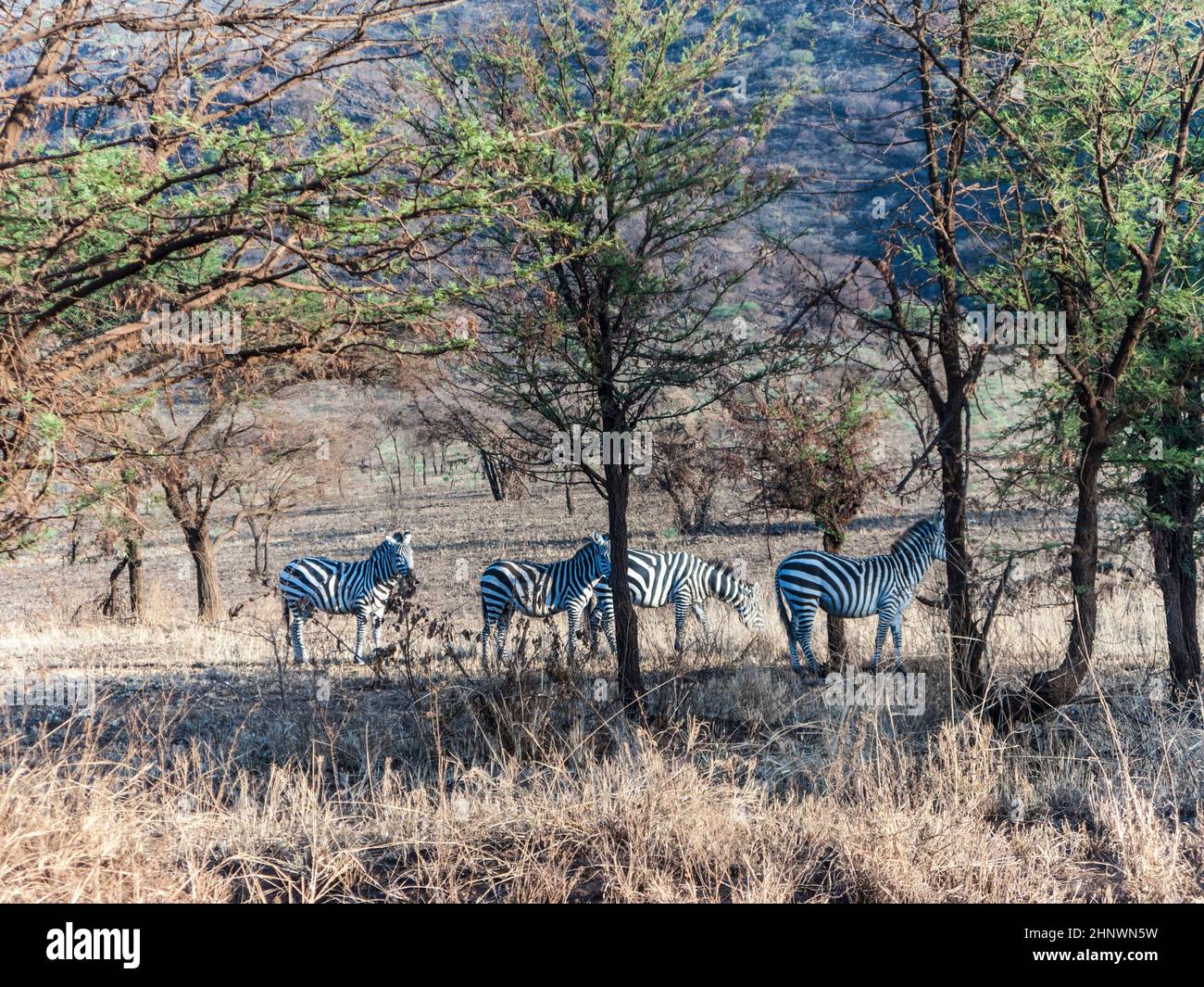 zebras in the serengeti national park with tree Stock Photo - Alamy