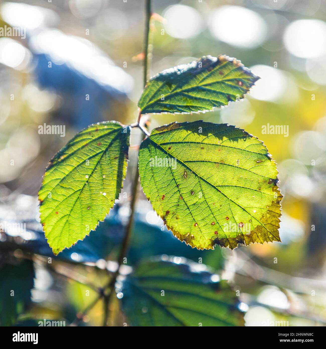 Swinter sun hi-res stock photography and images - Alamy