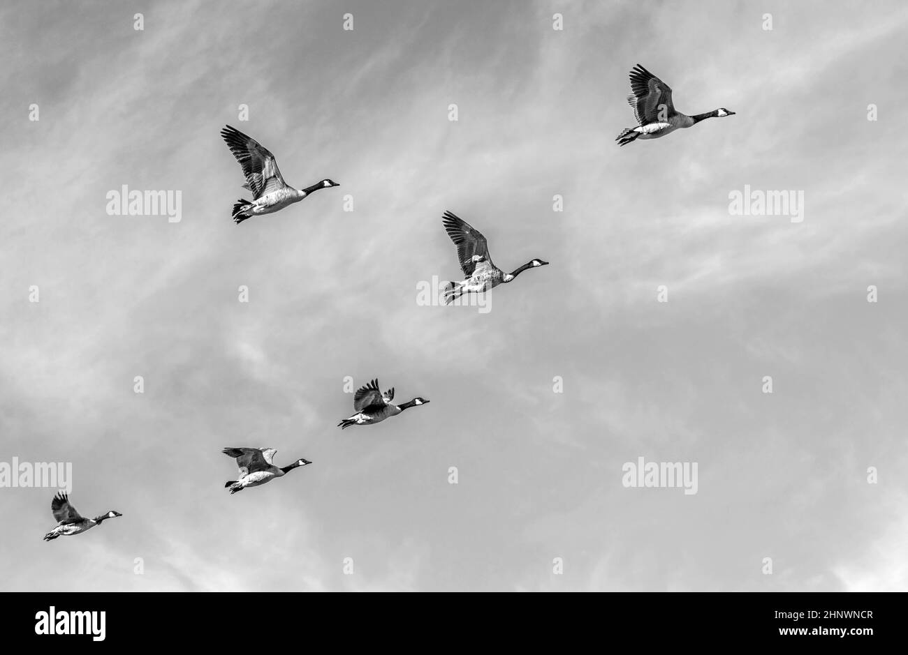 swarm of goose flying under blue sky Stock Photo - Alamy