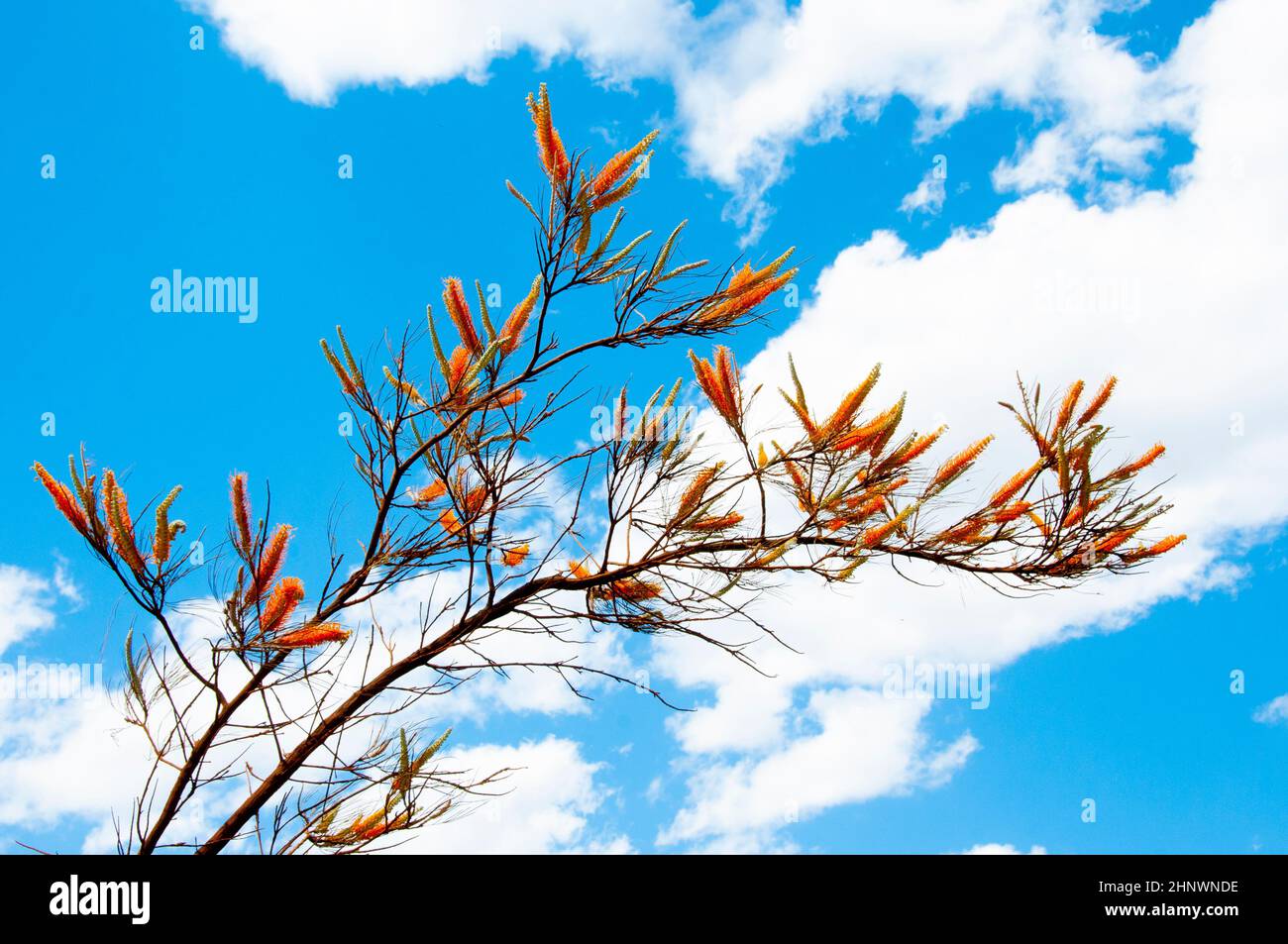 Flame Grevillea Tree - Western Australia Stock Photo - Alamy