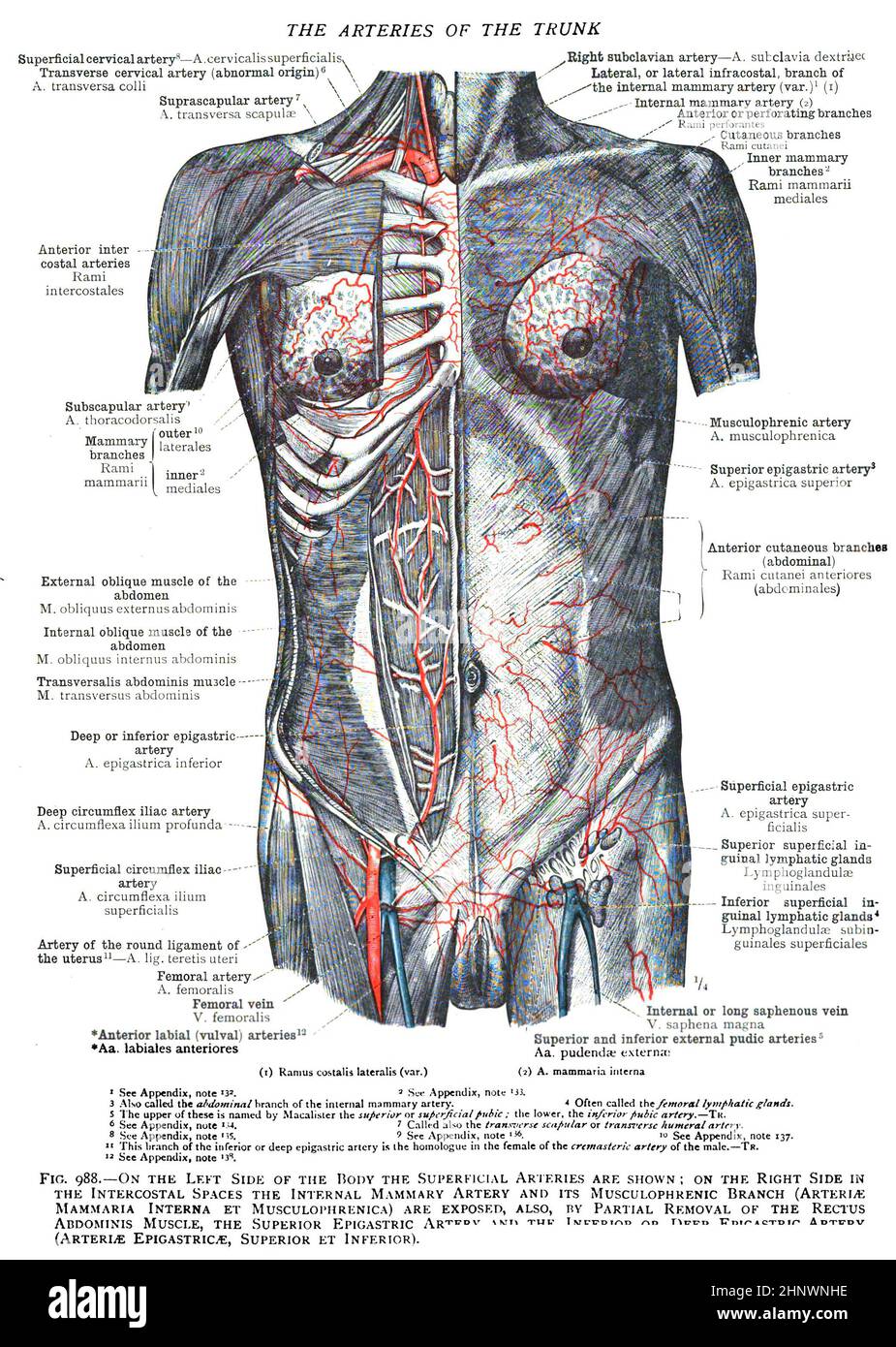 Page of an anatomy textbook with the picture of human body from t19th ...