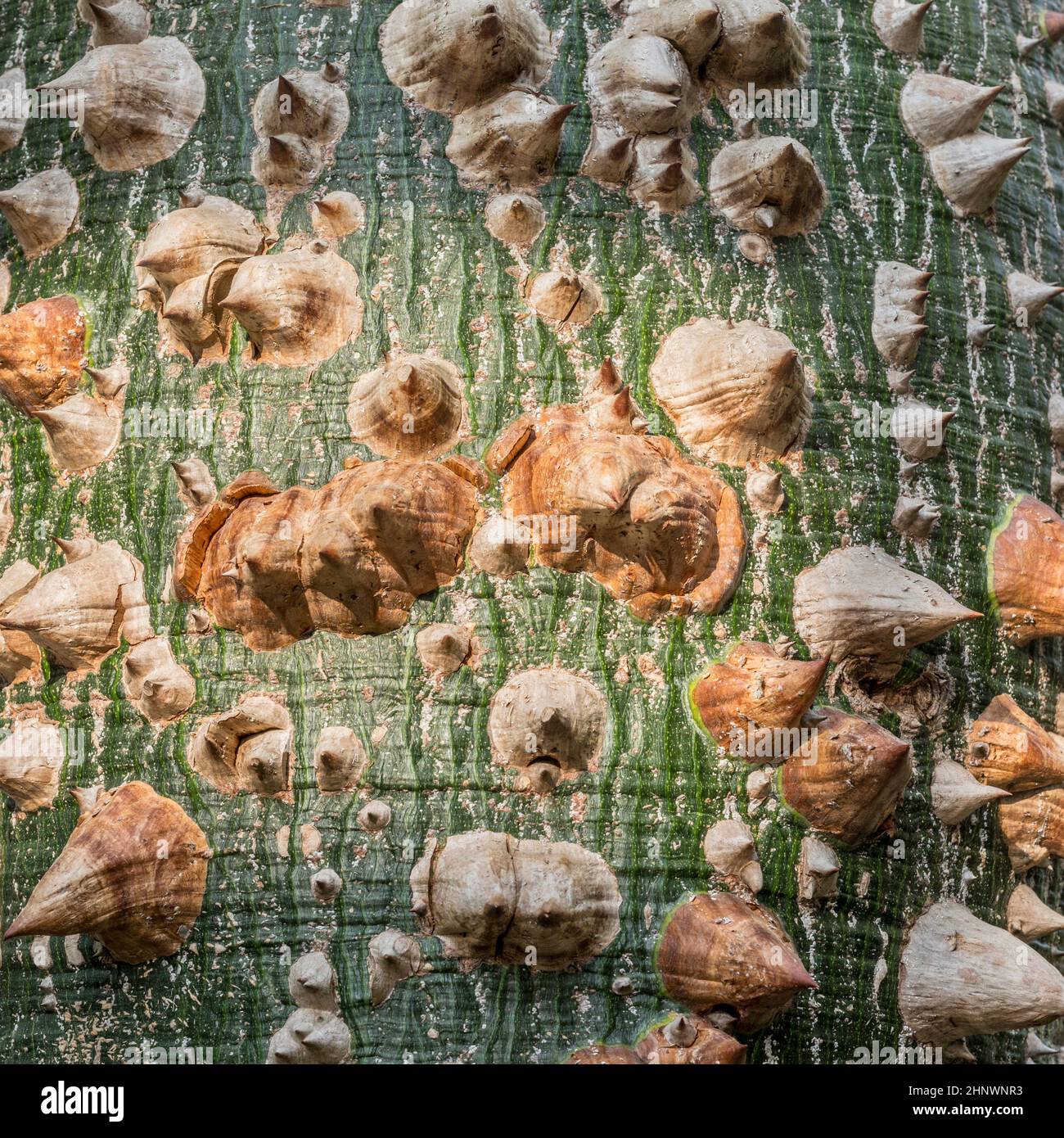 palm tree bark with many spots Stock Photo - Alamy