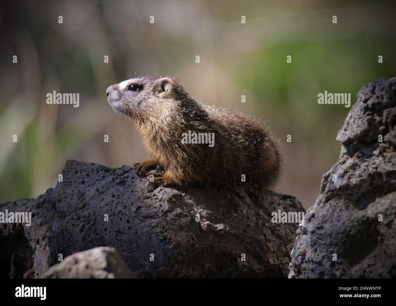 Closeup groundhog shot hi-res stock photography and images - Alamy