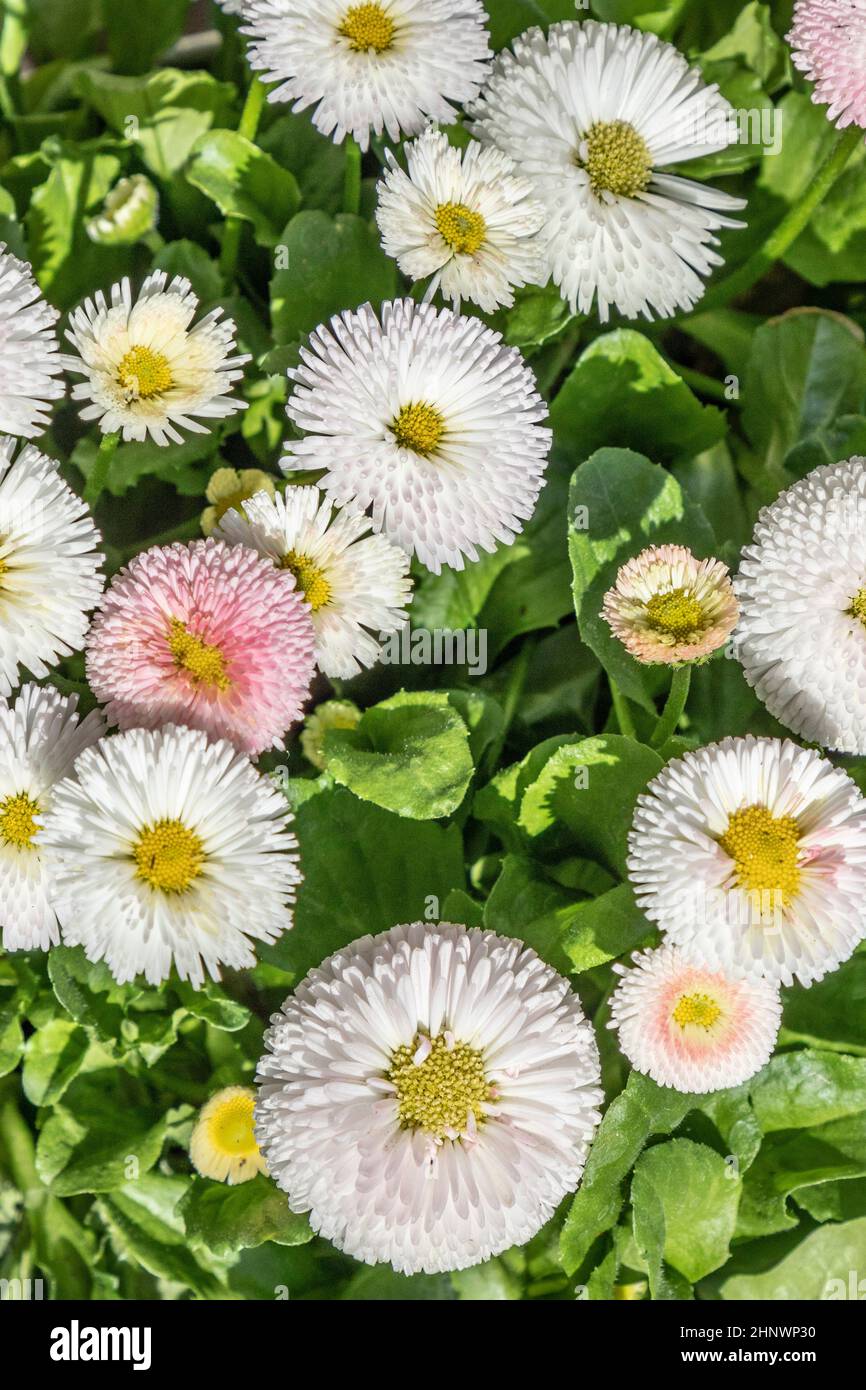 detail of spring flowers as a symbol of blooming season Stock Photo - Alamy