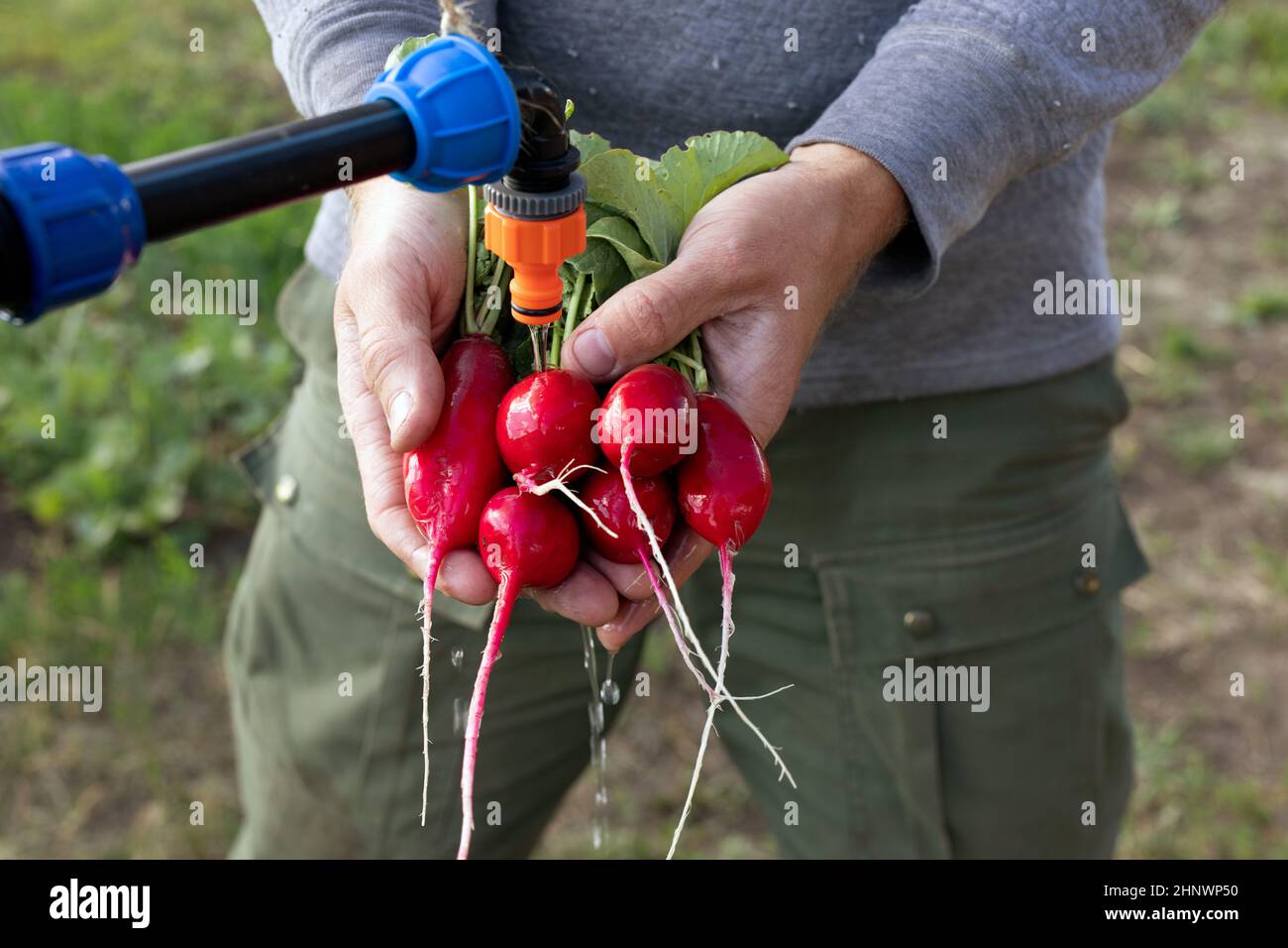 man washing fresh radish with water from tap on agriculture field ...