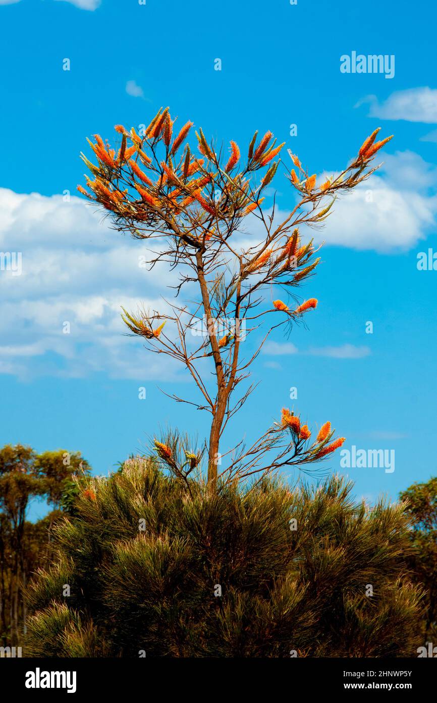 Grevillea tree hi-res stock photography and images - Alamy