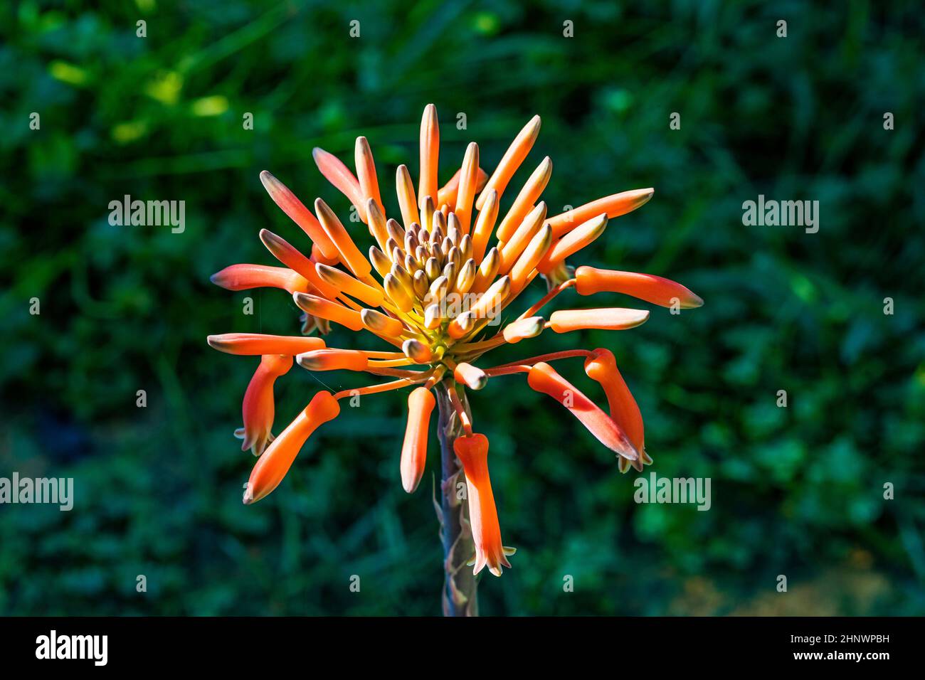 scenic blooming agave flower bud in detail Stock Photo - Alamy