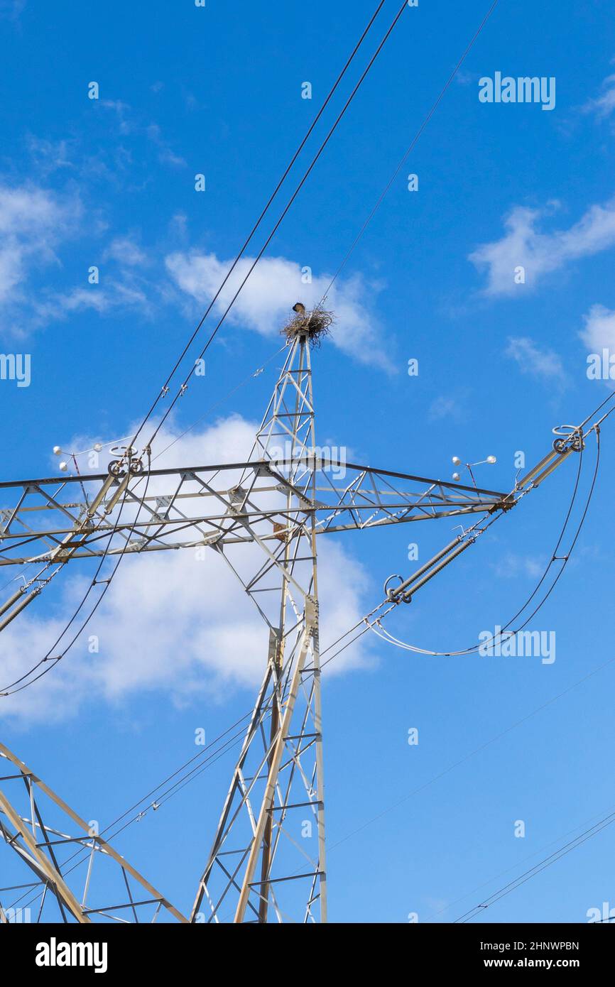 storks build their nest at the top of a hight voltage overland power ...