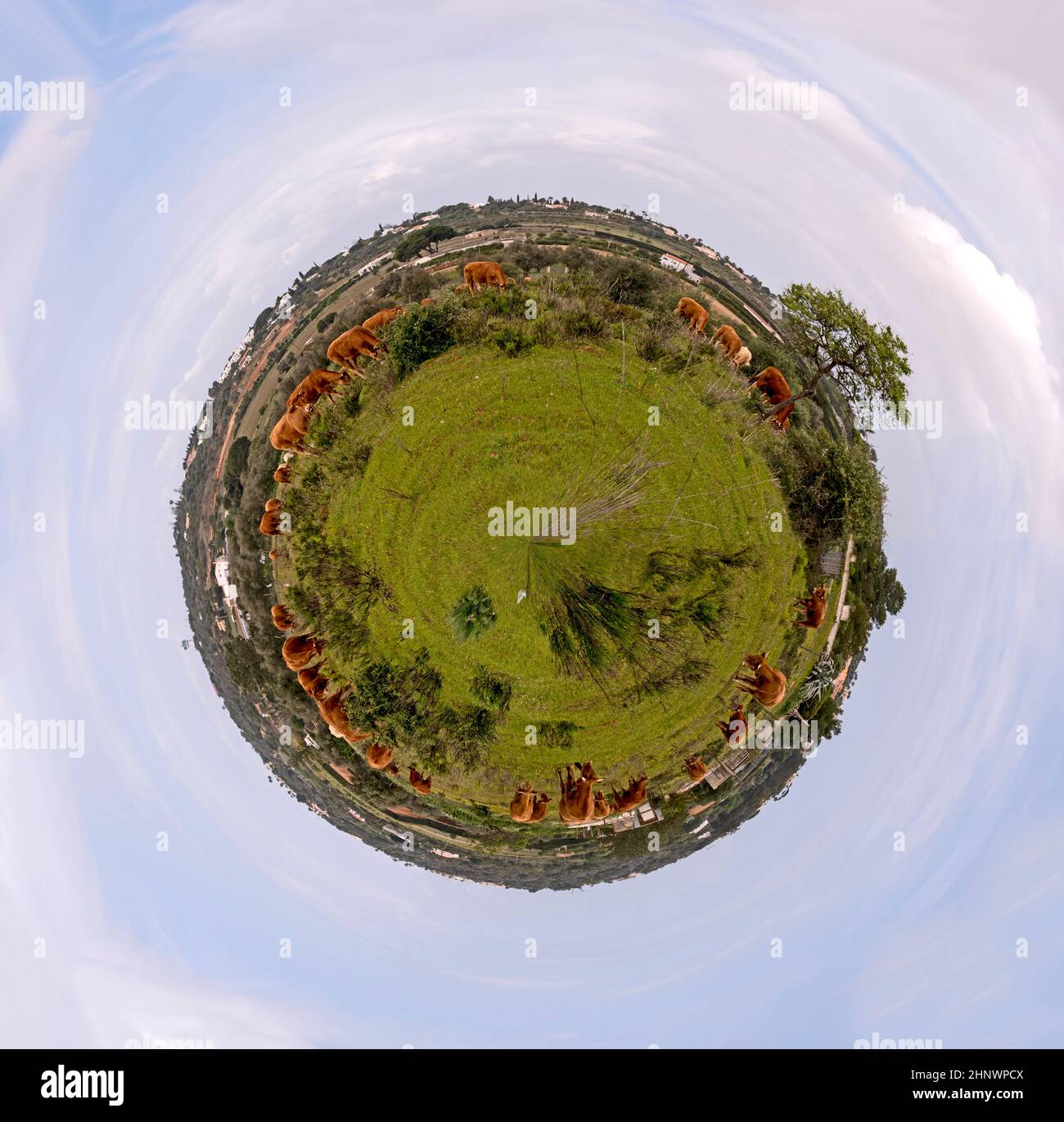 cows grazing fresh green grass at the meadow in Portugal area of ...