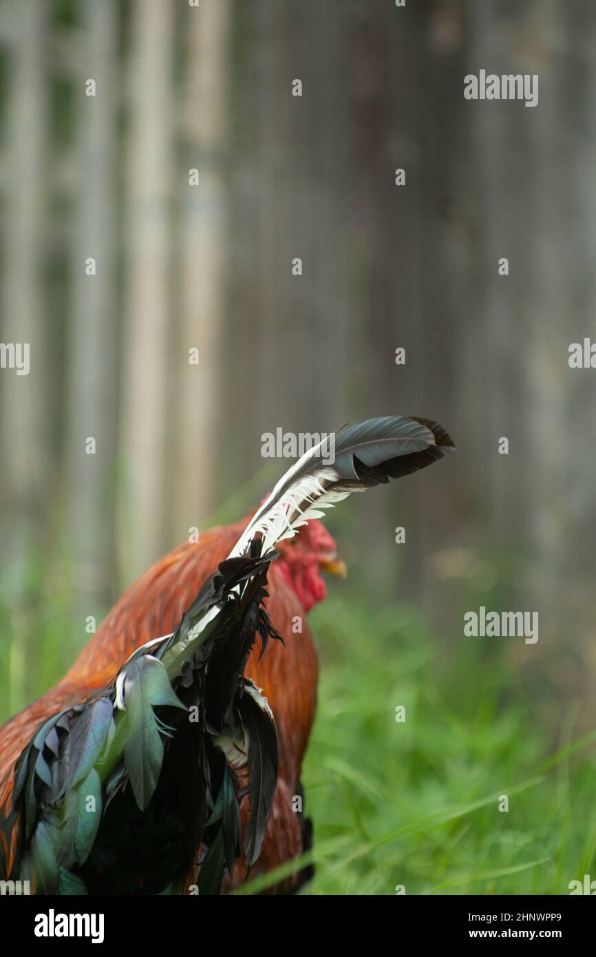 A multi-colored rooster against the background of a fence on a tare in ...