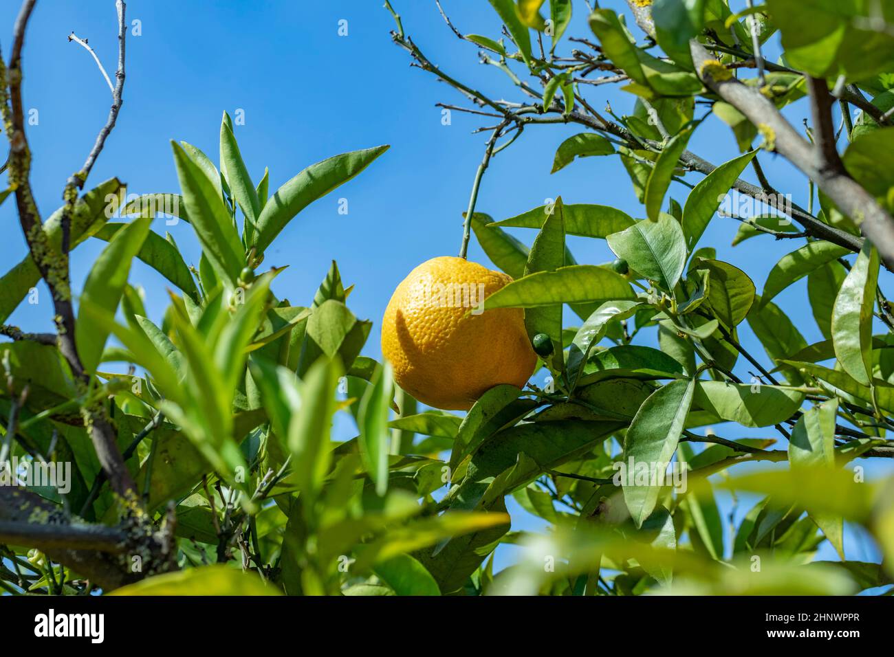 ripe orange hanging at the orange tree under blue sky Stock Photo - Alamy