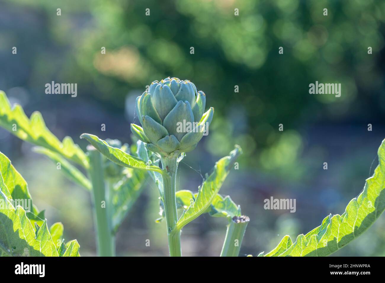 ripe artichoke growing at the vegetable garden Stock Photo - Alamy